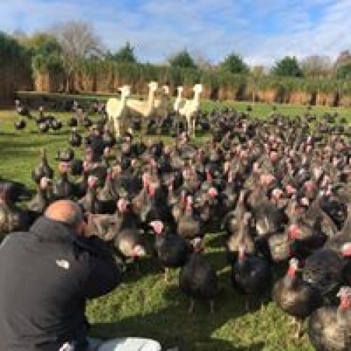 Copas Traditional Turkeys, Cookham, SL6 9UB, turkeys, turkey, christmas ...
