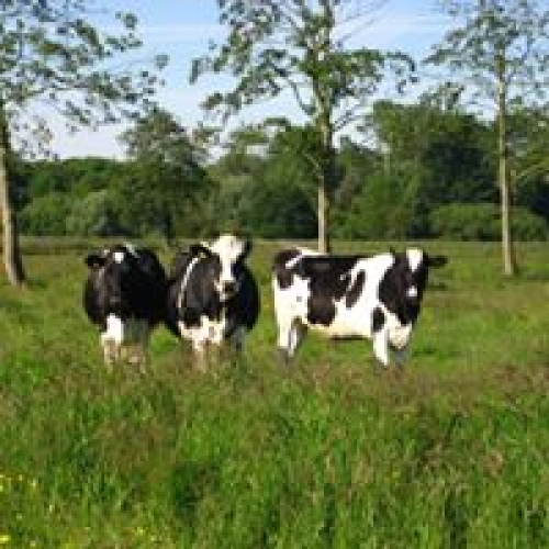 Fen Farm Dairy, Bungay, NR35 1PD, rawmilk raw milk cheese - Big Barn