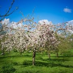 Bridge Farm Cider, Yeovil, BA22 9EA, cider, cider making, apple juice ...