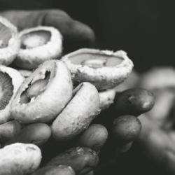 Hughes Mushrooms, Dungannon, BT71 7EF - Big Barn