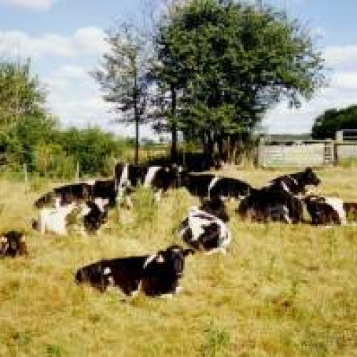 Feldon Forest Farm, Rugby, CV23 9PD, Organic beef, wool, preserves ...