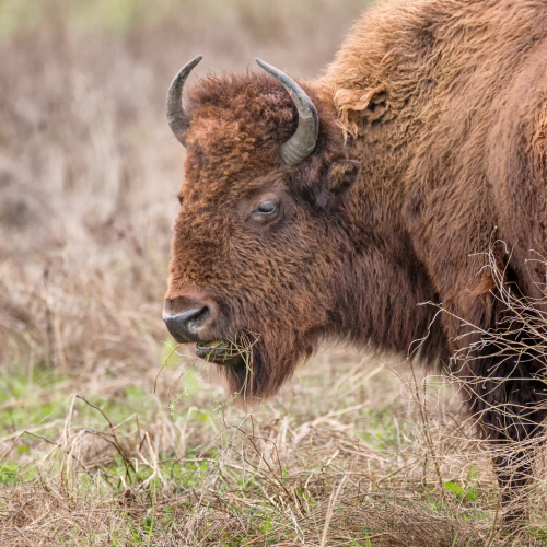 English Bison, Warminster, BA12 6AE, bison, elk, pate - BigBarn