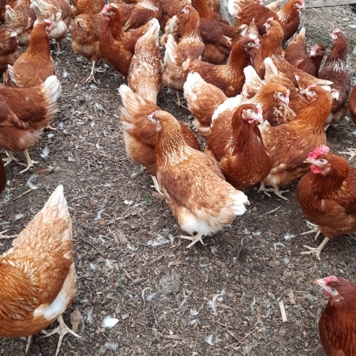 Fosters Poultry, Gloucester, GL2 2FU, hen egg, duck eggs, goose ...