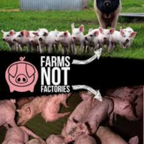 Ansell and Sons Butchers, Maldon, CM9 5PB, beef, lamb, pork, sausages ...