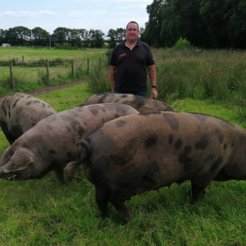 Tullich Highland Rare Breed Pigs, Invergordon, IV18 0LJ - Big Barn